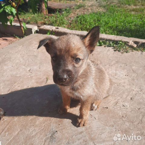 Лайка мальчик