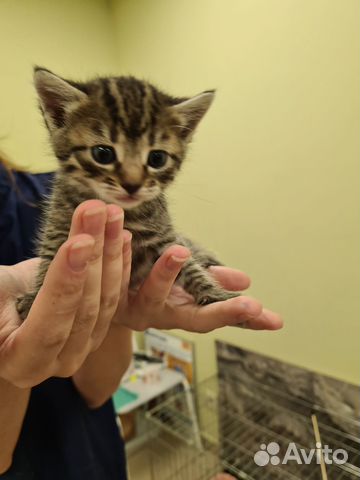 Малыши ищут дом