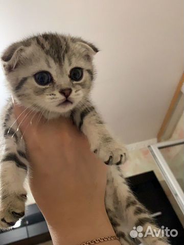 Шотландская вислоухая