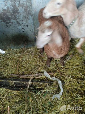 Овцы бараны ягнята