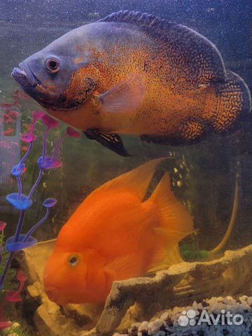 Аквариумные рыбки цихлиды