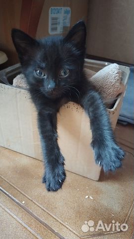 Котенок 2 месяца