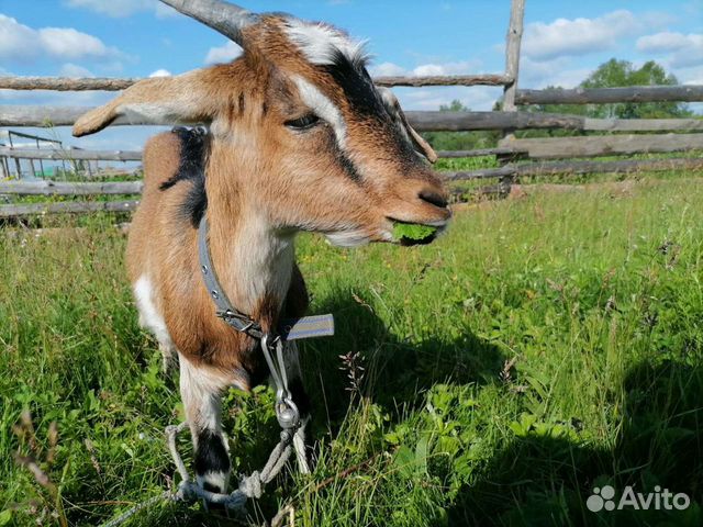 Козочка нубийская50/чех50