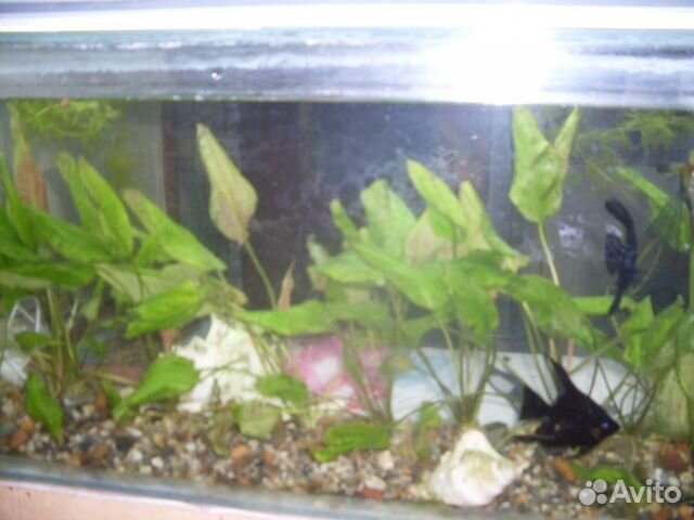 Продам аквариумное растения криптокарина 50 кустов