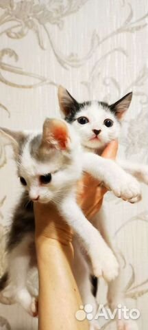 Котята ищут любимых хозяев