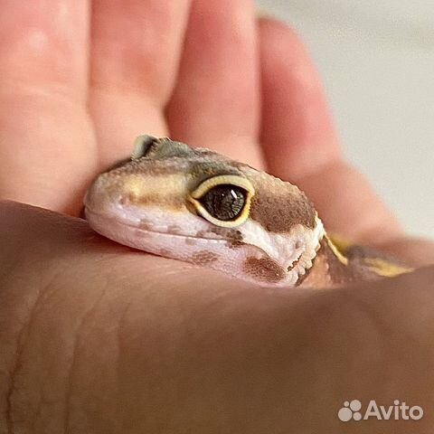 Эублефар 2 месяца