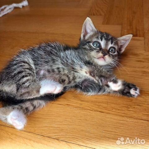 Котёнок в добрые руки