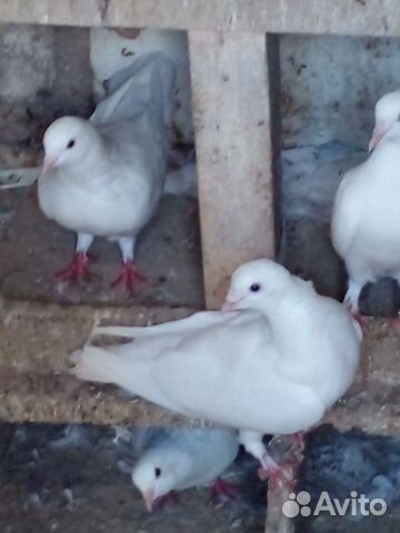 Голуби