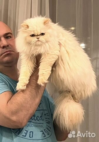Домашние животные кошки