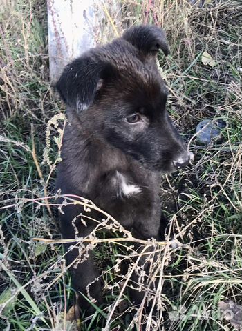 Щенок мальчик 3,5 месяца