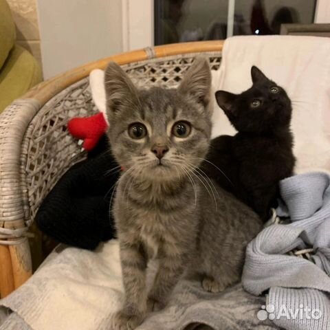 Кошка