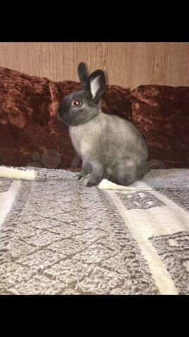 Декоративные карликовые кролики