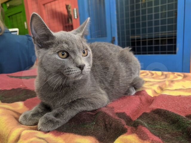 Котик Сильвер, 6 месяцев (из приюта)