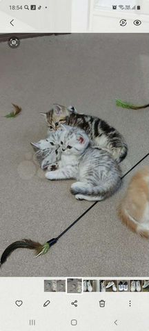 Котята