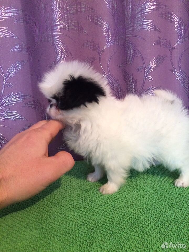 Мини. мини мальчик Японский Хин