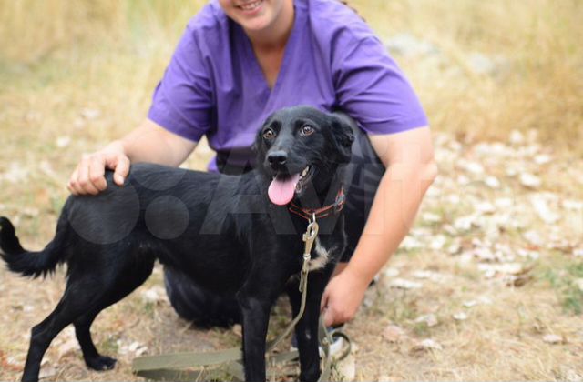 Ищет дом не крупная Собака Нора