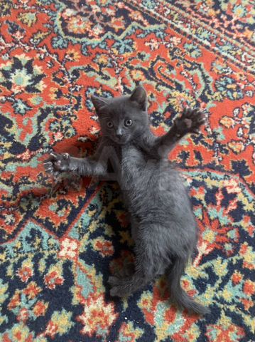 Котеночек от русской голубой кошки