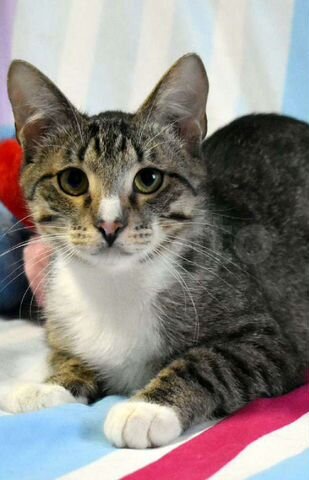 Платон - очарование тигрового окраса