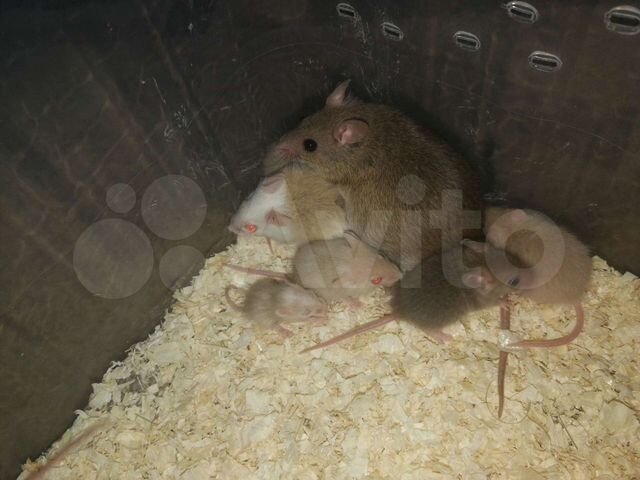 Мастомисы, мыши