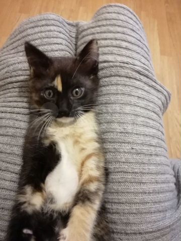 Котята в добрые руки даром. Котенок девочка 2 меся