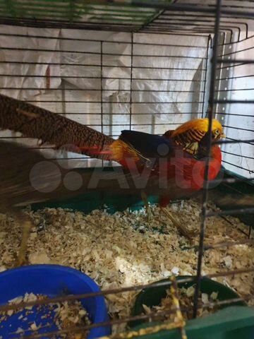 Золотой фазан