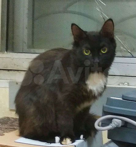 Кошки в добрые руки бесплатно