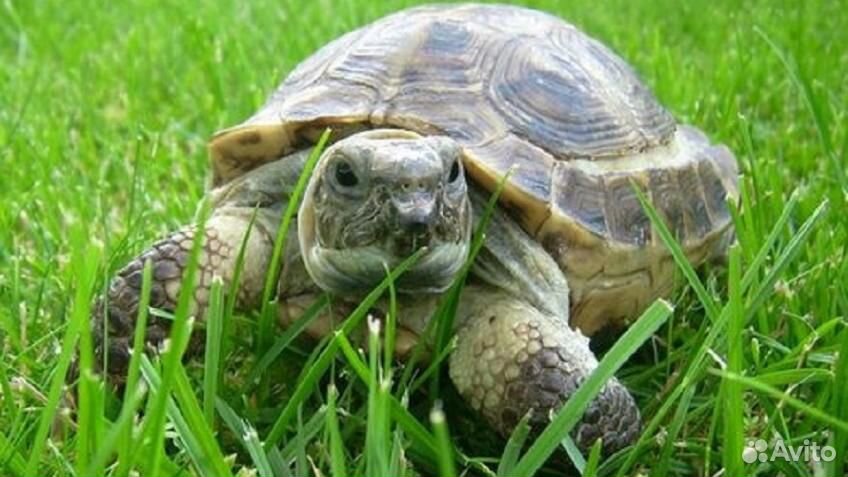 Сухопутная черепашка