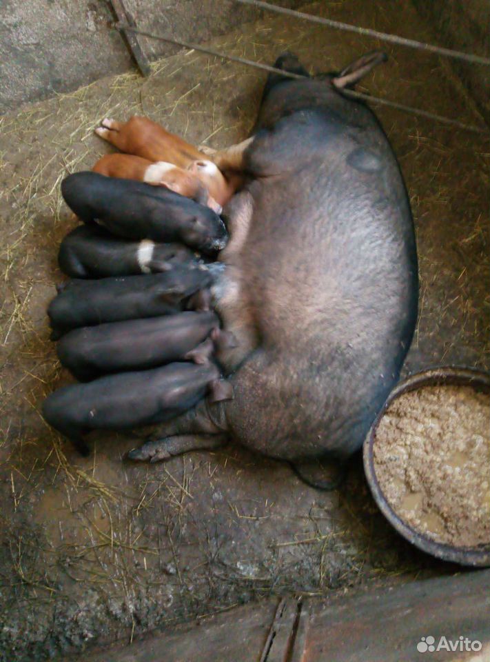 Поросята вьетнамские от крупной свеньи крытой дюрк