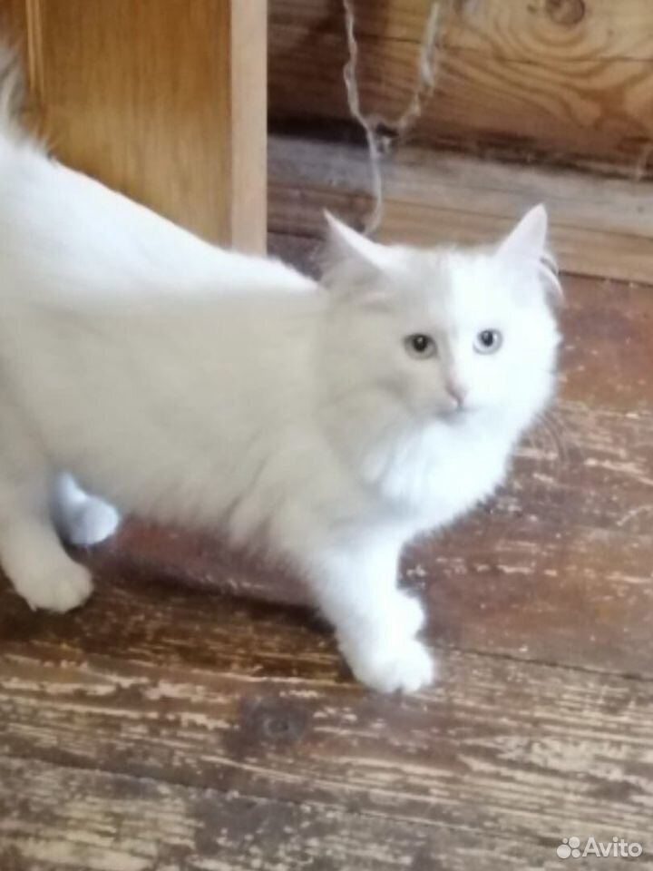 Турецкая ангора