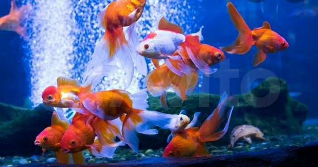 Золотые рыбки, телескопы