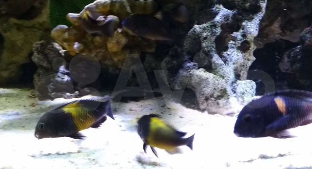 Трофеус Икола