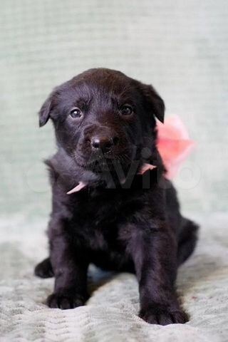 Плюшевые, чёрные щенки от лабрадора
