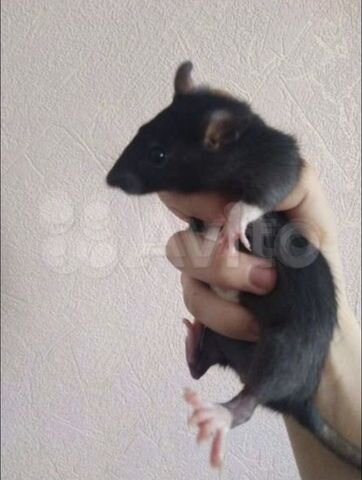 Крысы с клеткой