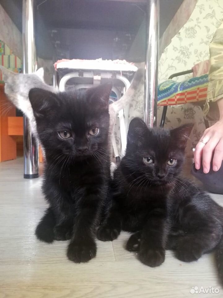 Красивая девочка ищет свой дом