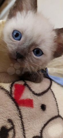 Котята синеглазики, поинтовый окрас