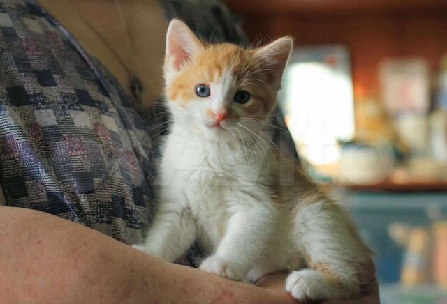 Котенок Левушка 1.5 мес