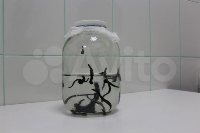 Пиявки медицинские