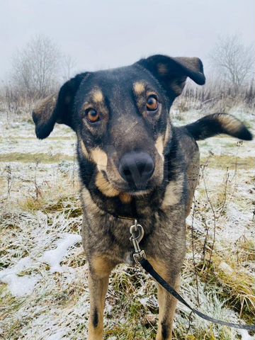 Дизайнерская собачка