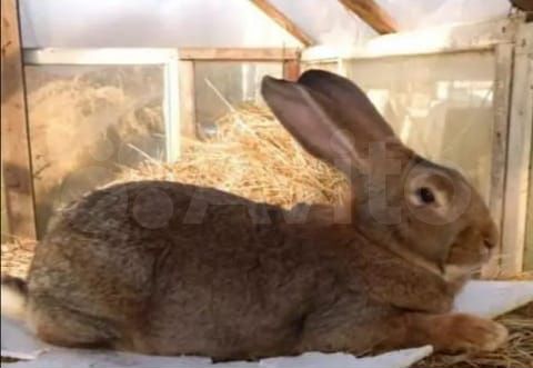 Кролик самцы на племя