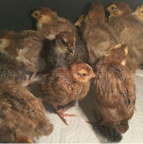 Перепела Селадон