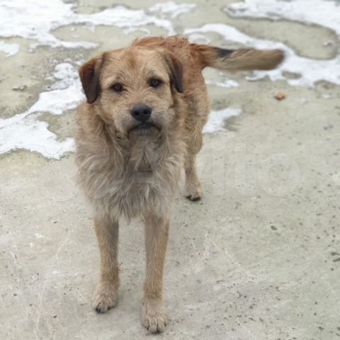 Собака в добрые руки