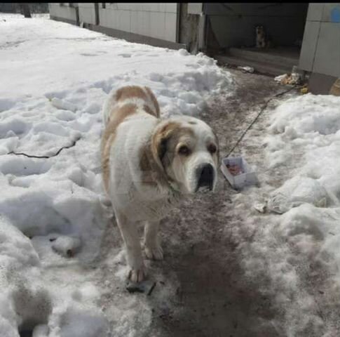 Алабай в добрые руки