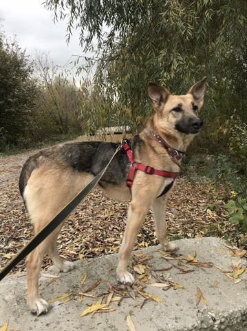 Дина из приюта ищет дом