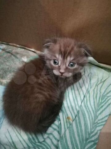 Котенок шатландский вислоухий