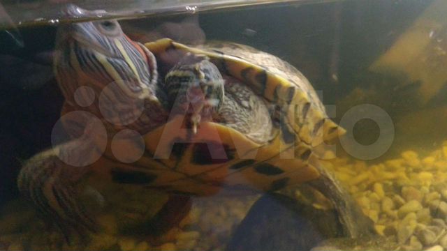 Черепаха красноухая