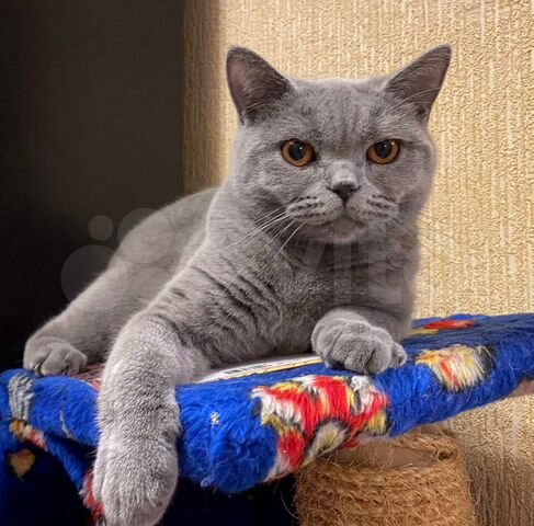 Британская кошечка для вязки
