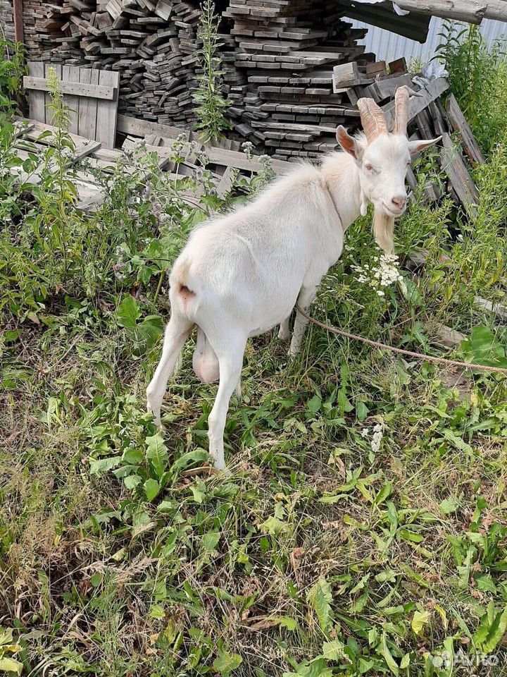 Козел