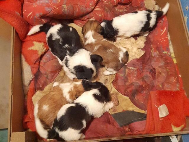 Собаки бесплатно в добрые руки щенки