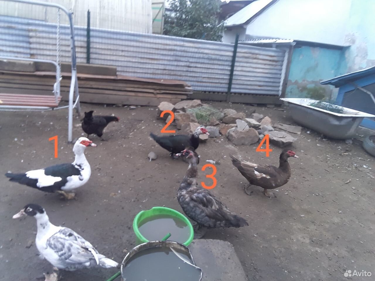 Селезни мускусные Москва