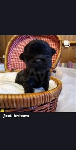 Аффенпинчер, щенки